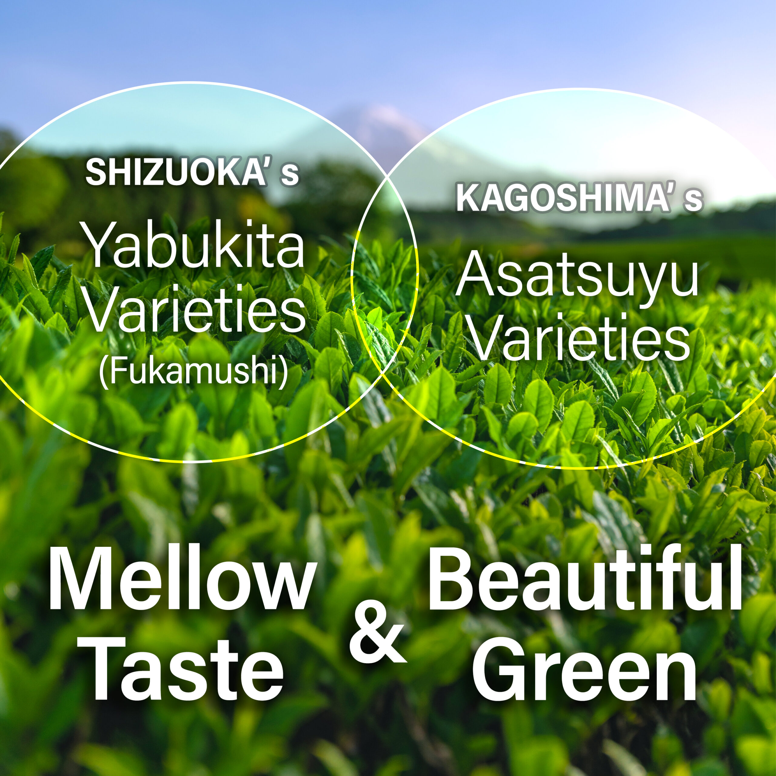 Sakura Sencha Green Tea - Yamasan Co., Ltd.