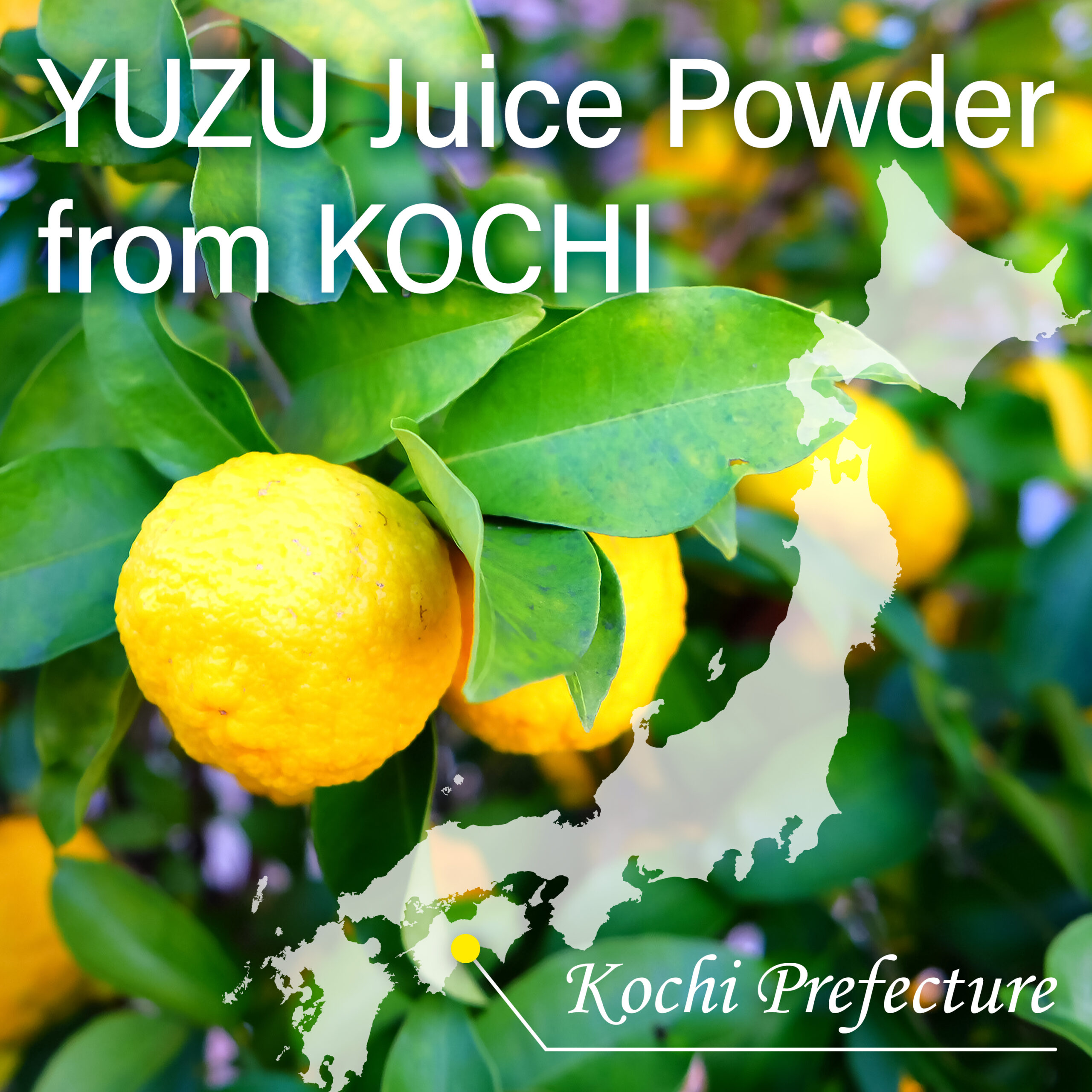 Yuzu Matcha - Yamasan Co., Ltd.